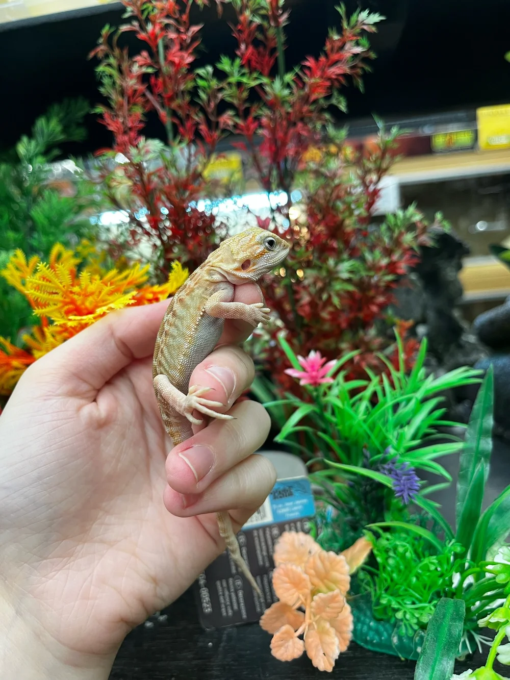 Unique Reptiles For Sale UK - Reptile Shop UK