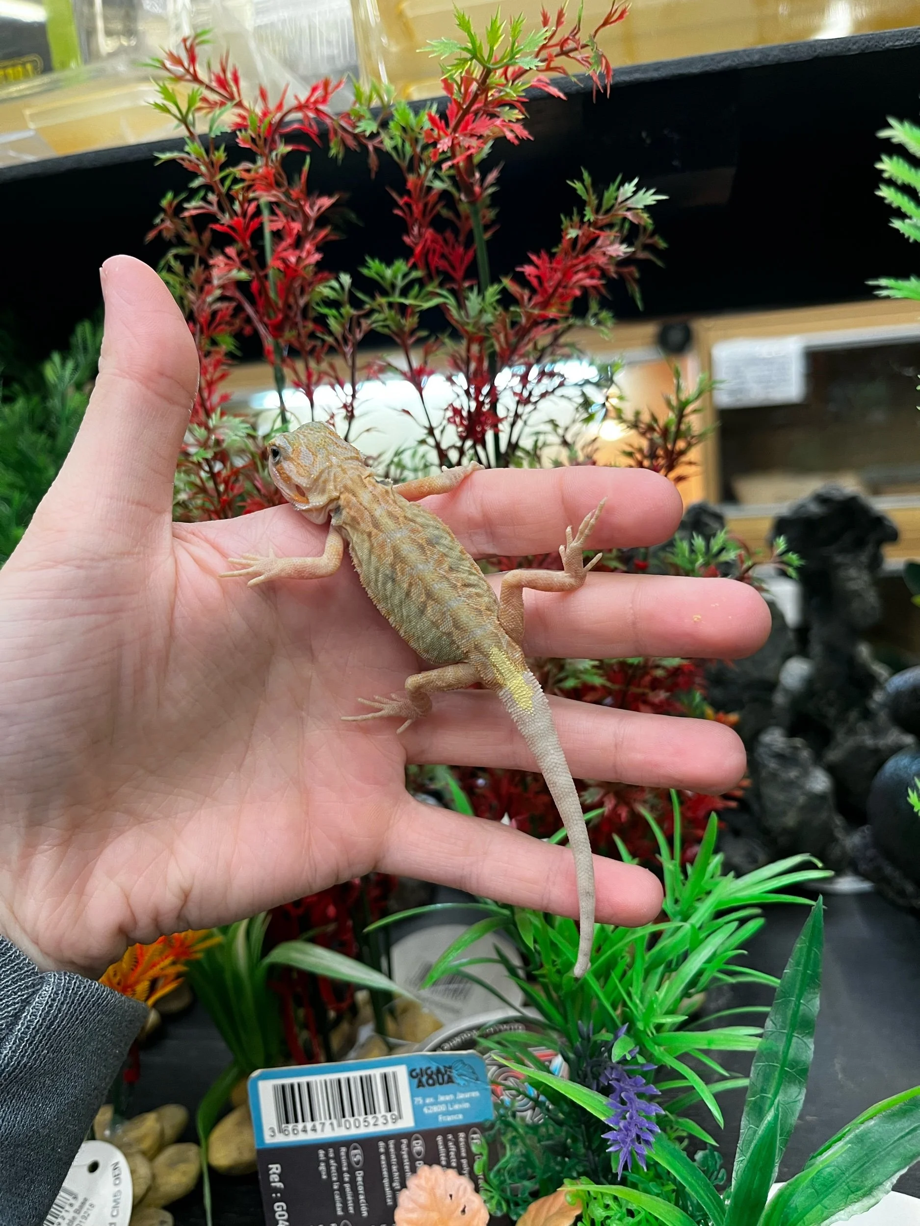 Unique Reptiles For Sale UK - Reptile Shop UK