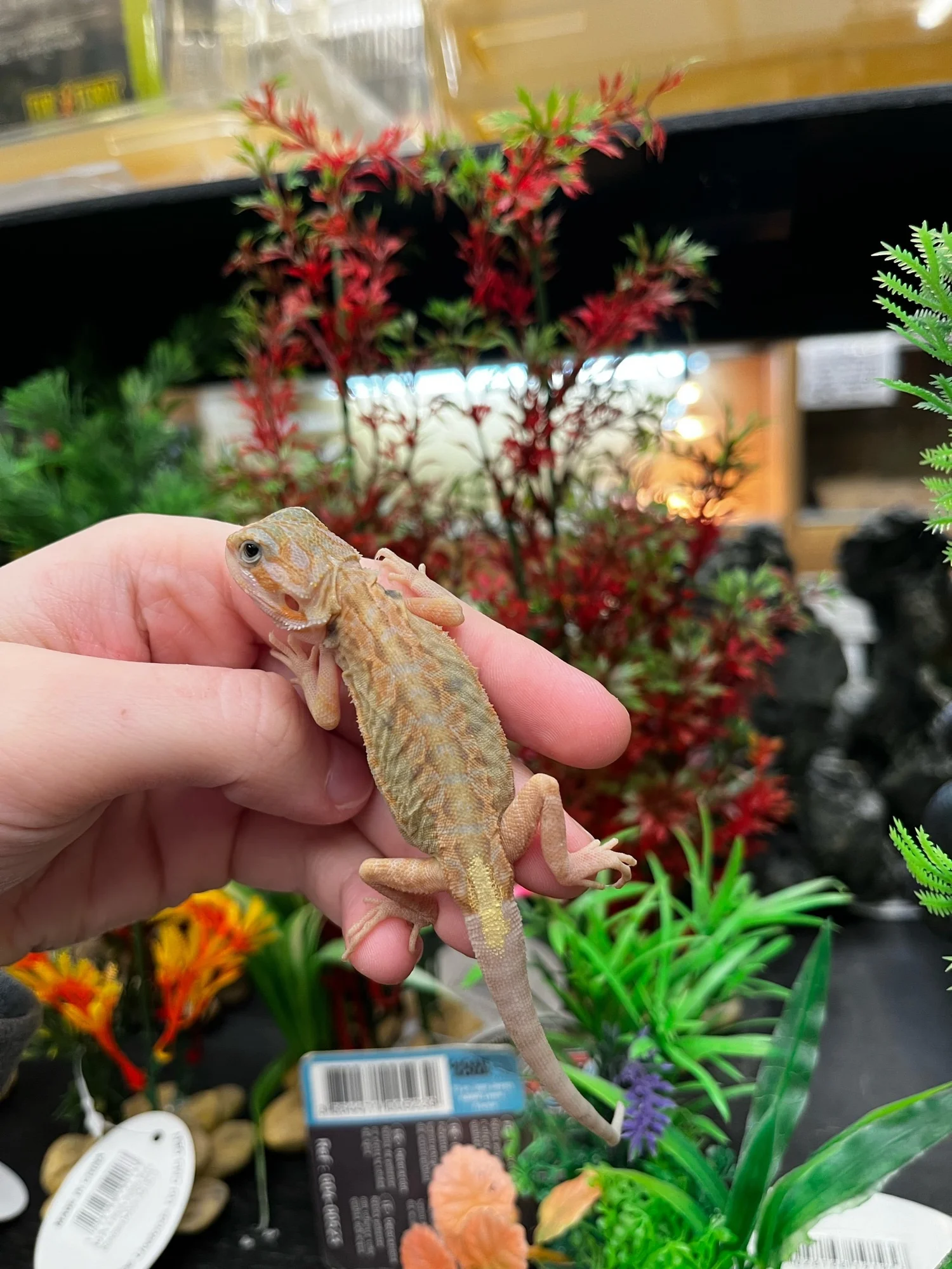 Unique Reptiles For Sale UK - Reptile Shop UK