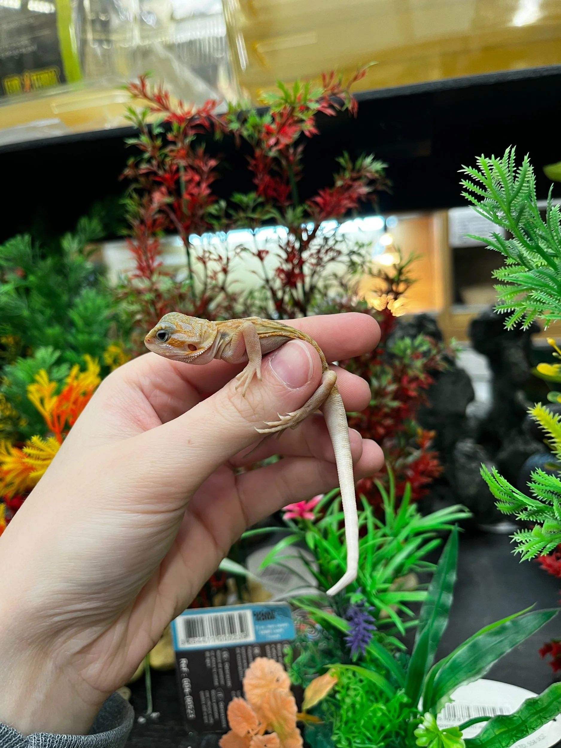 Unique Reptiles For Sale UK - Reptile Shop UK