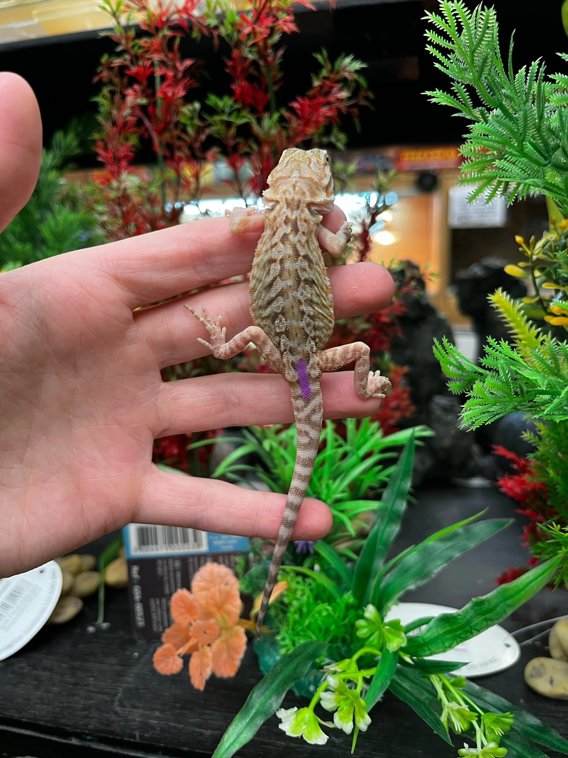 Unique Reptiles For Sale UK - Reptile Shop UK