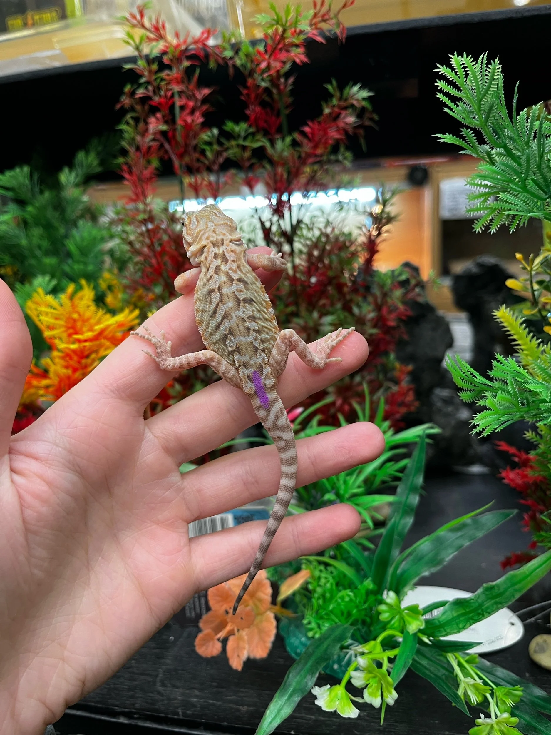 Unique Reptiles For Sale UK - Reptile Shop UK