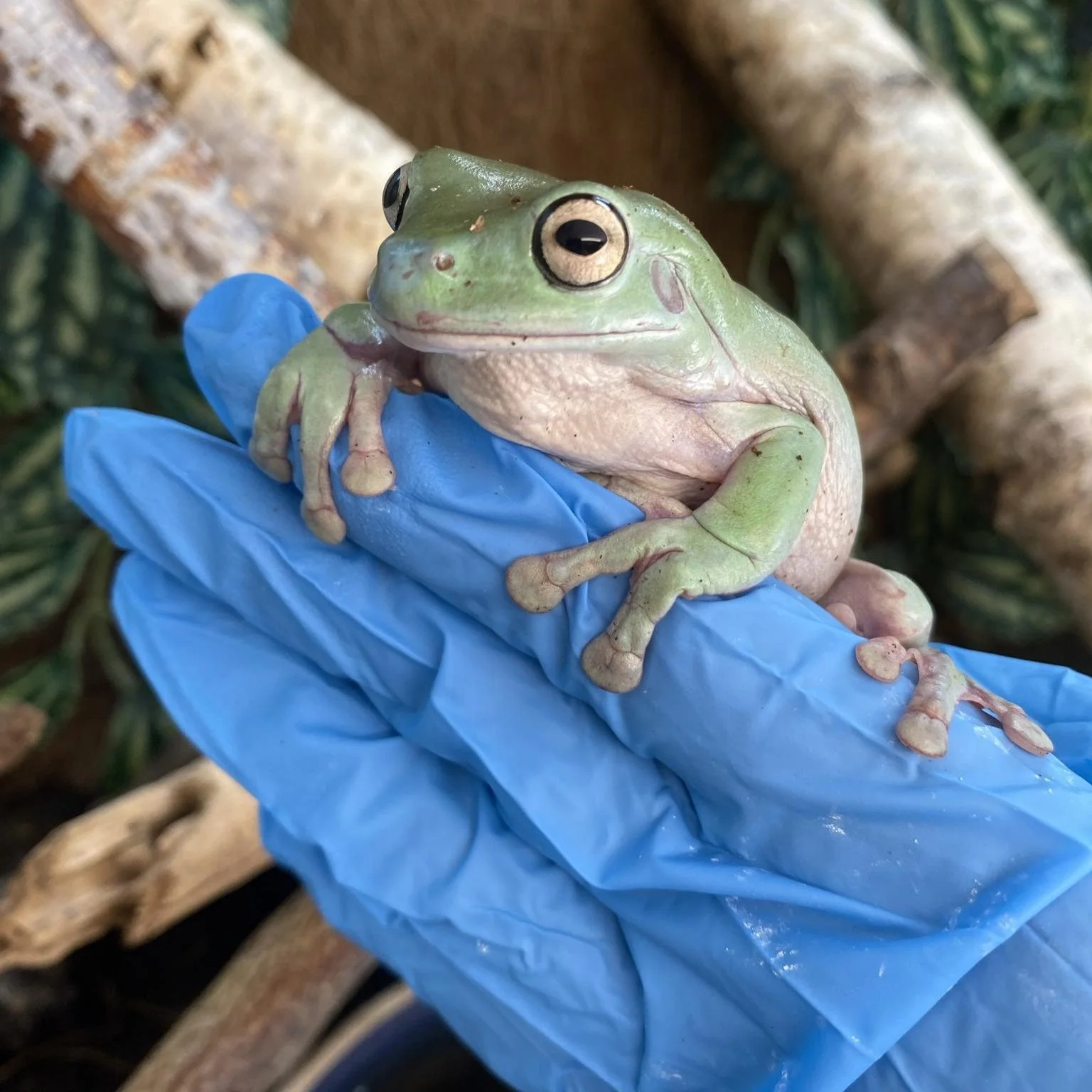 Tree Frogs — Unique Reptiles For Sale UK