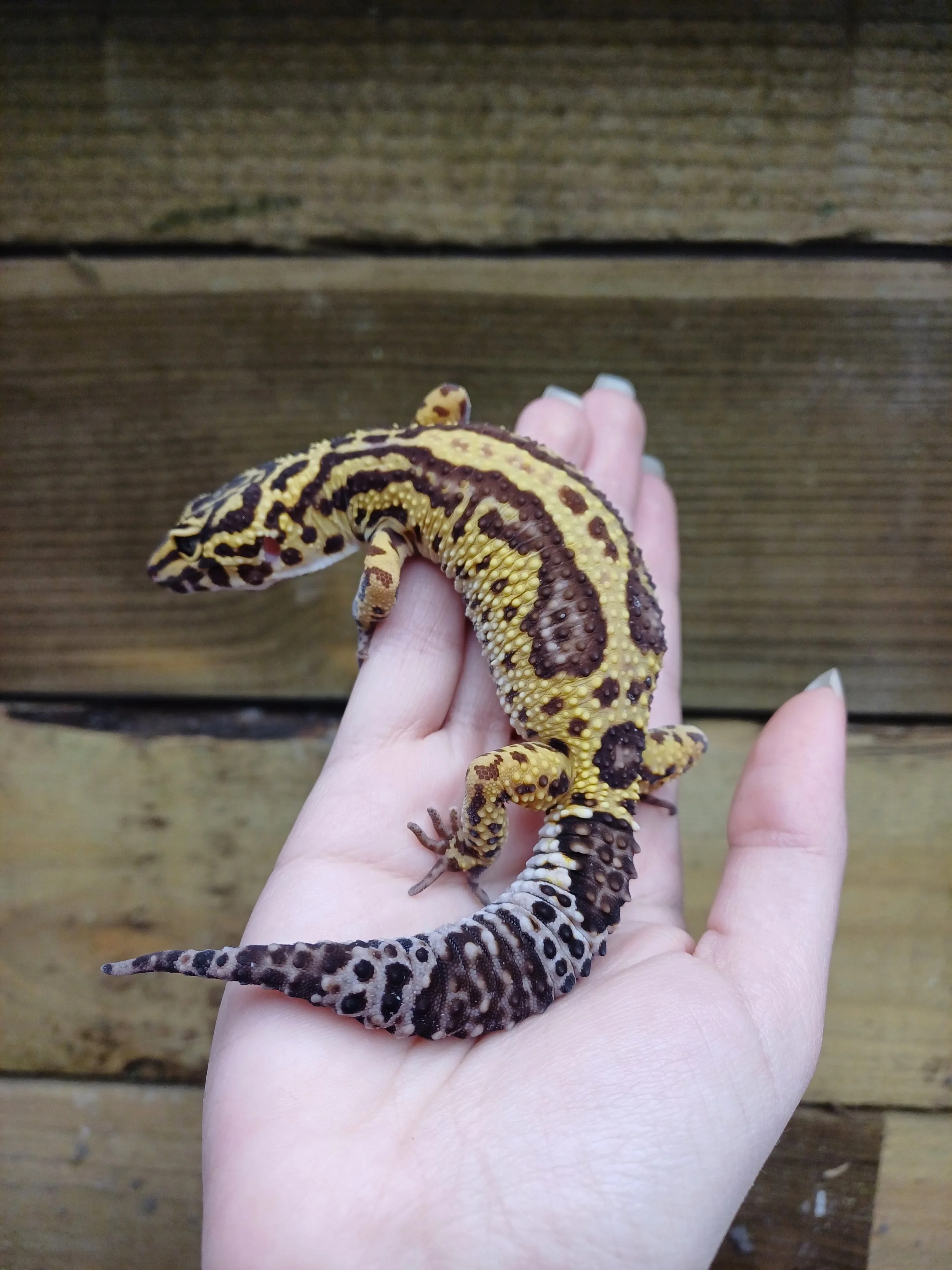 Unique Reptiles For Sale UK