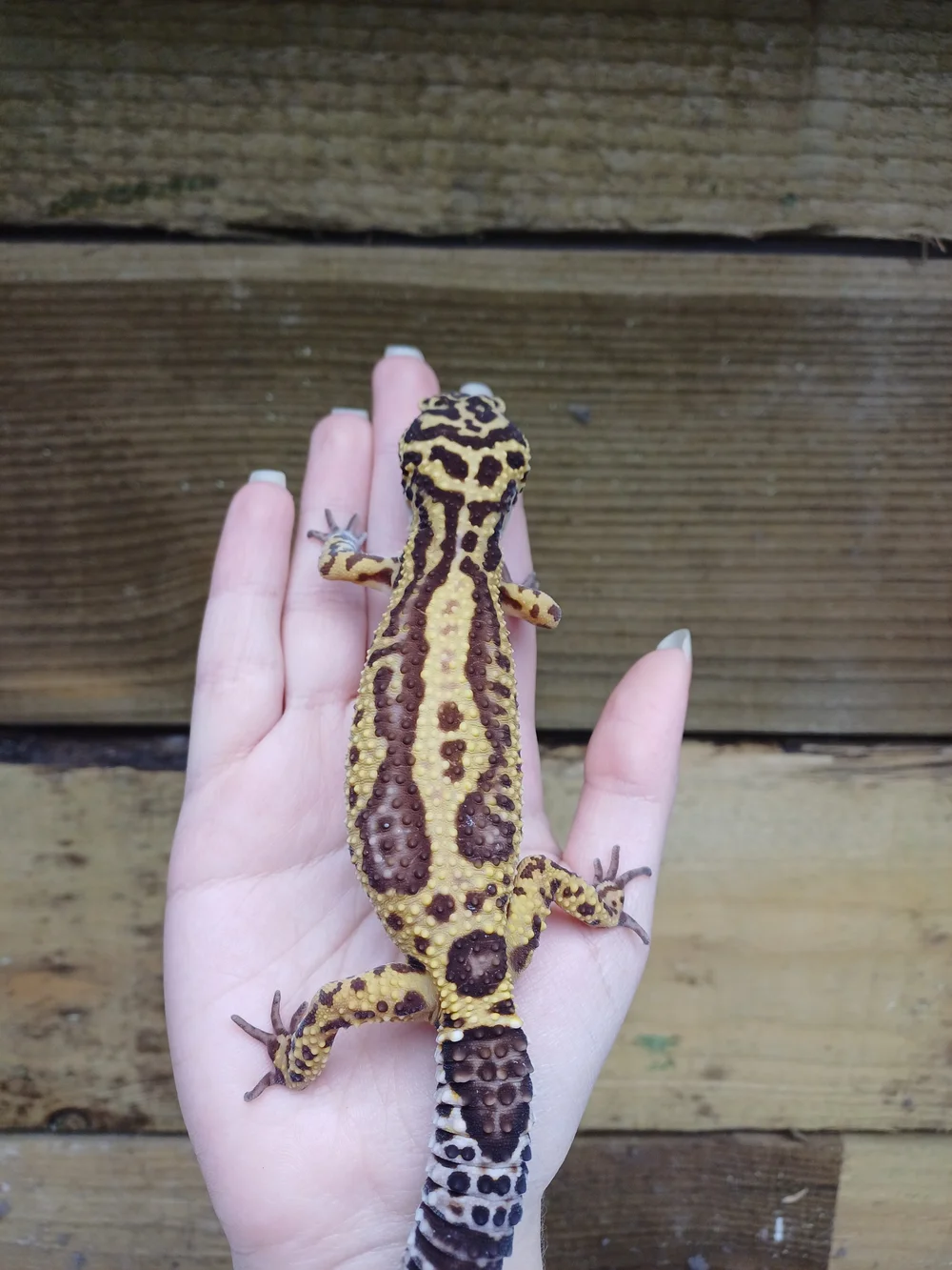 Unique Reptiles For Sale UK