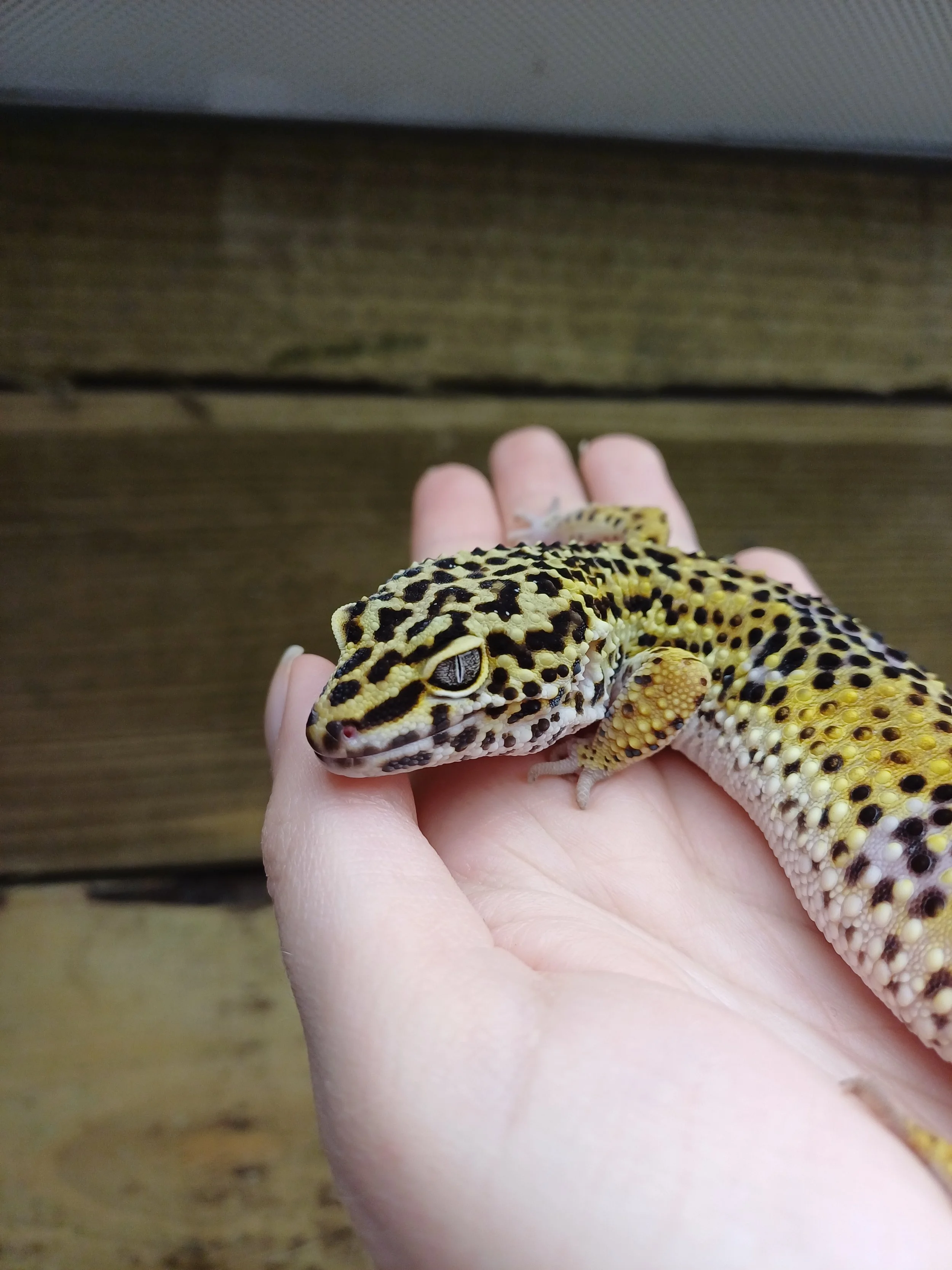 Unique Reptiles For Sale UK