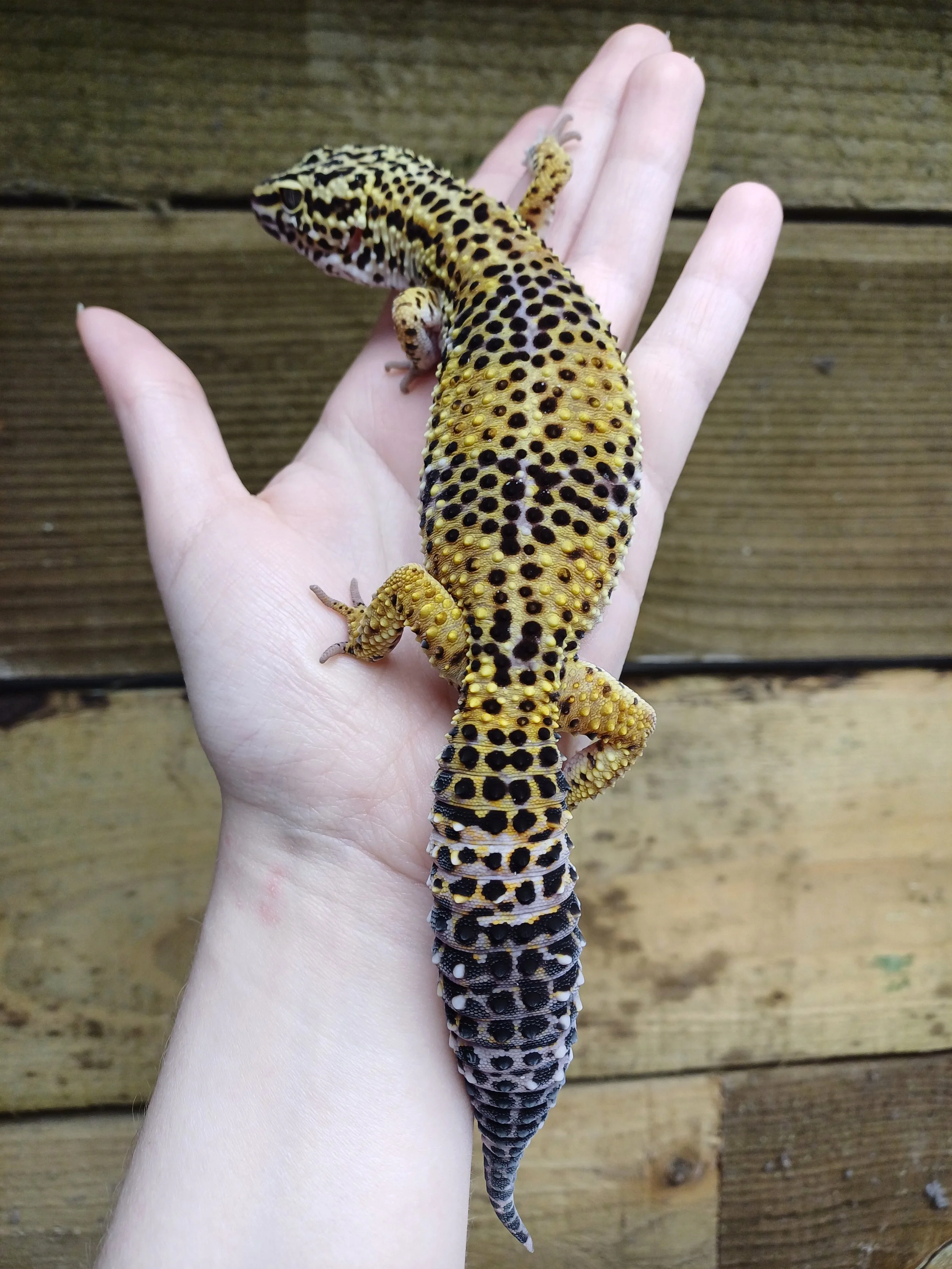 Unique Reptiles For Sale UK