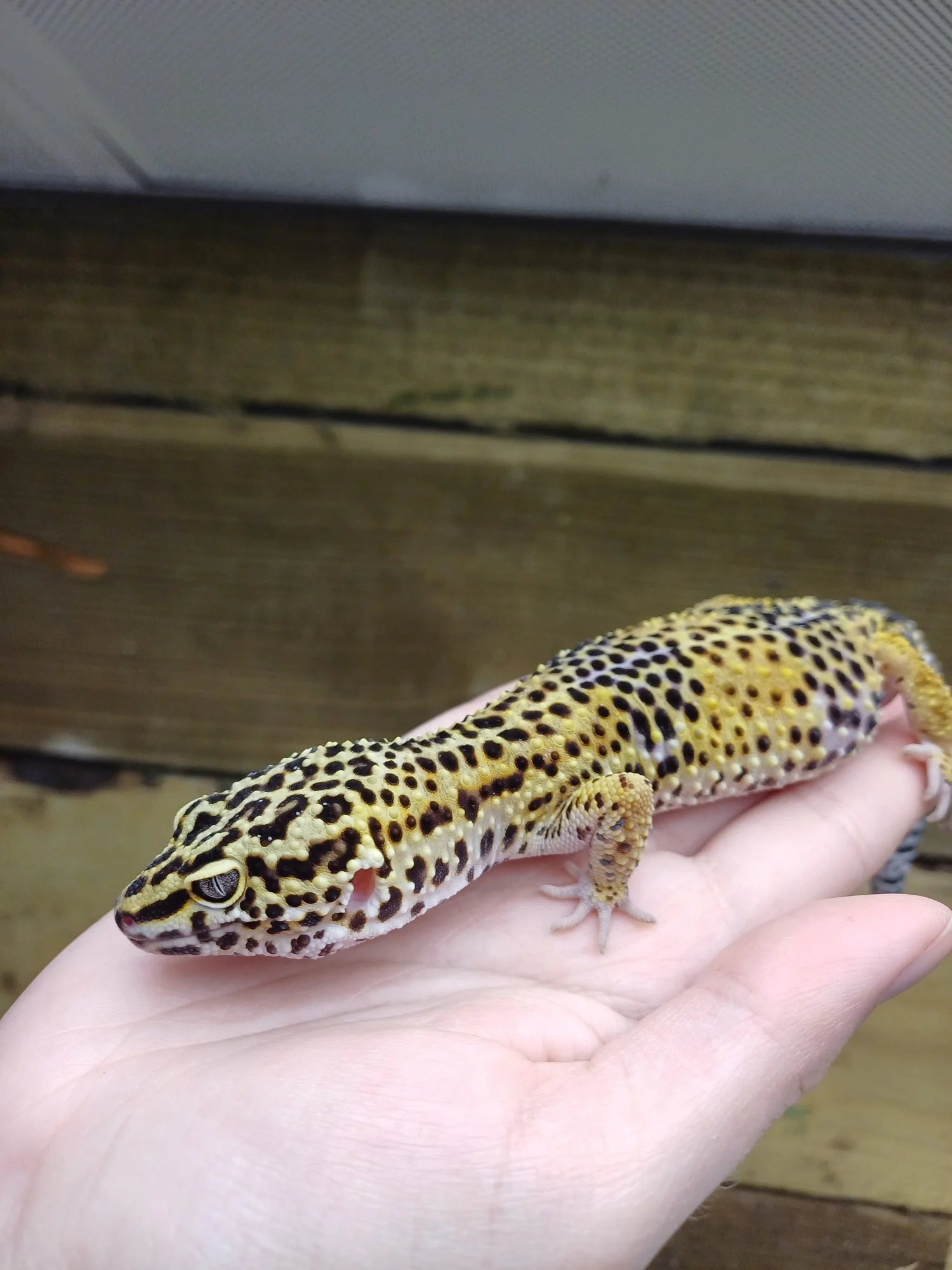 Unique Reptiles For Sale UK