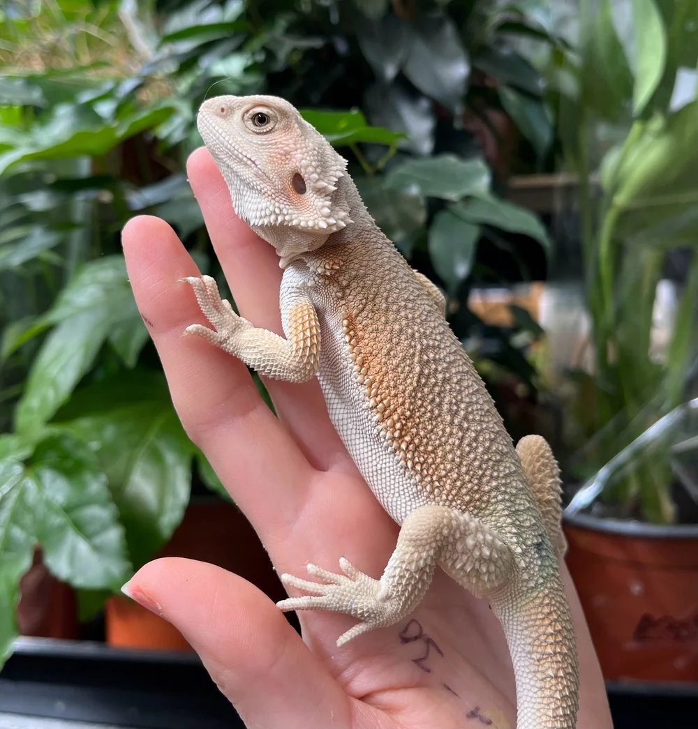 Albino Beared Dragons