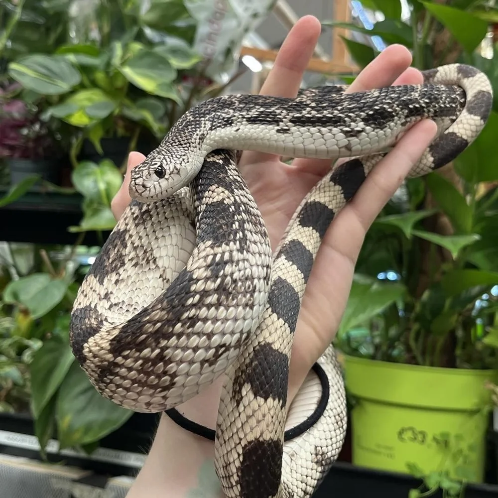 Northern sale umwelt Pine Snakes For