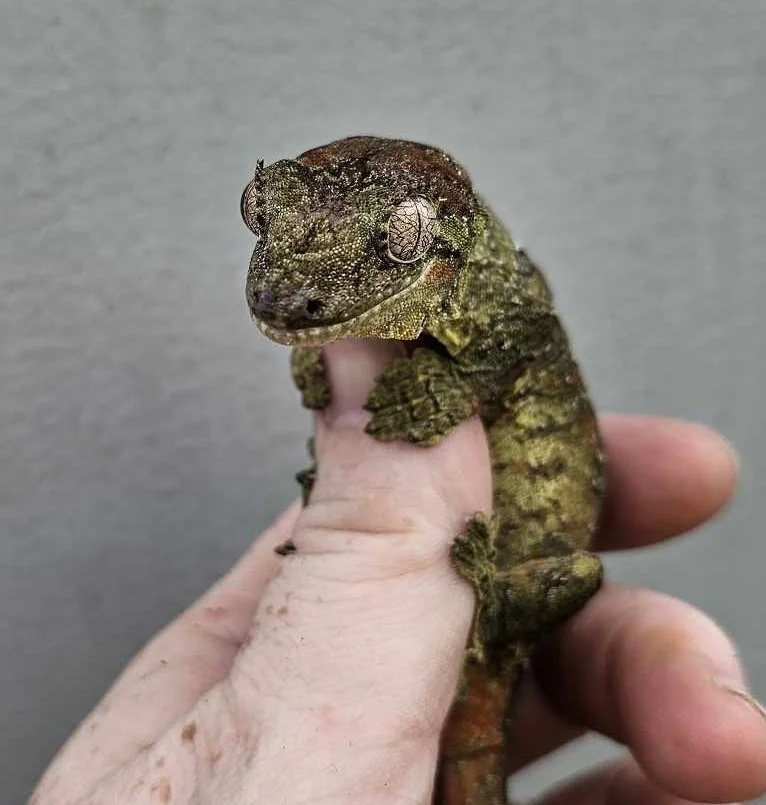 Unique Reptiles For Sale UK