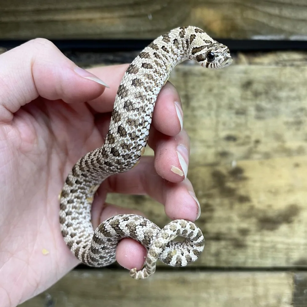 Unique Reptiles For Sale UK