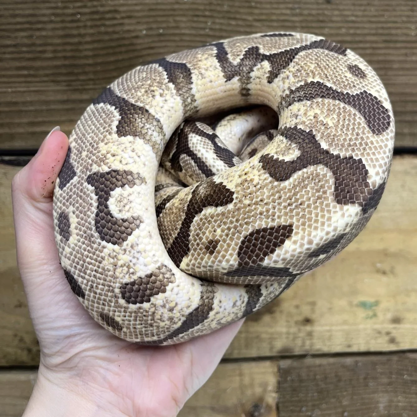 Unique Reptiles For Sale UK