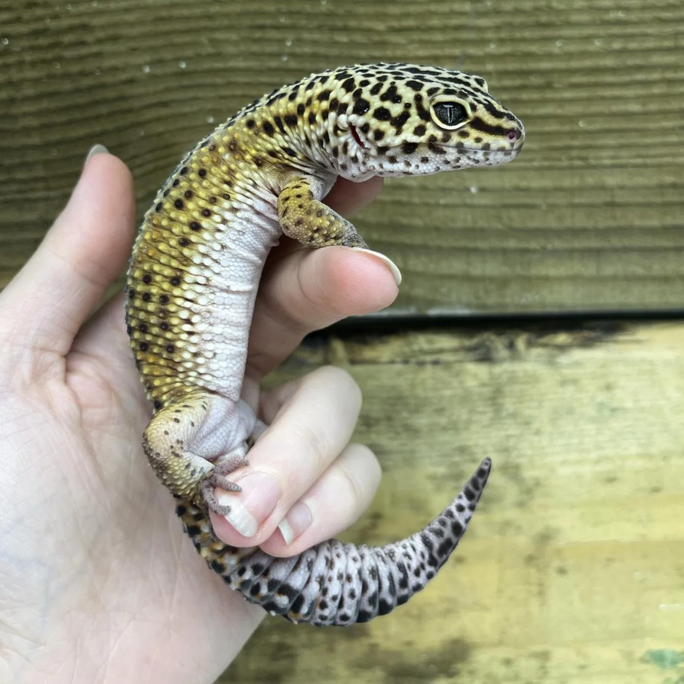 Unique Reptiles For Sale UK