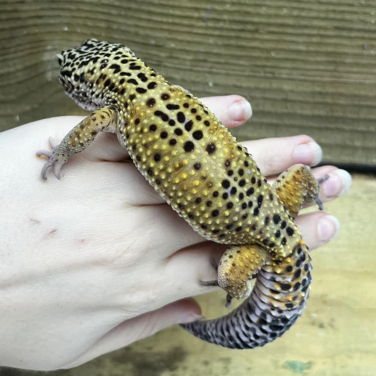 Unique Reptiles For Sale UK