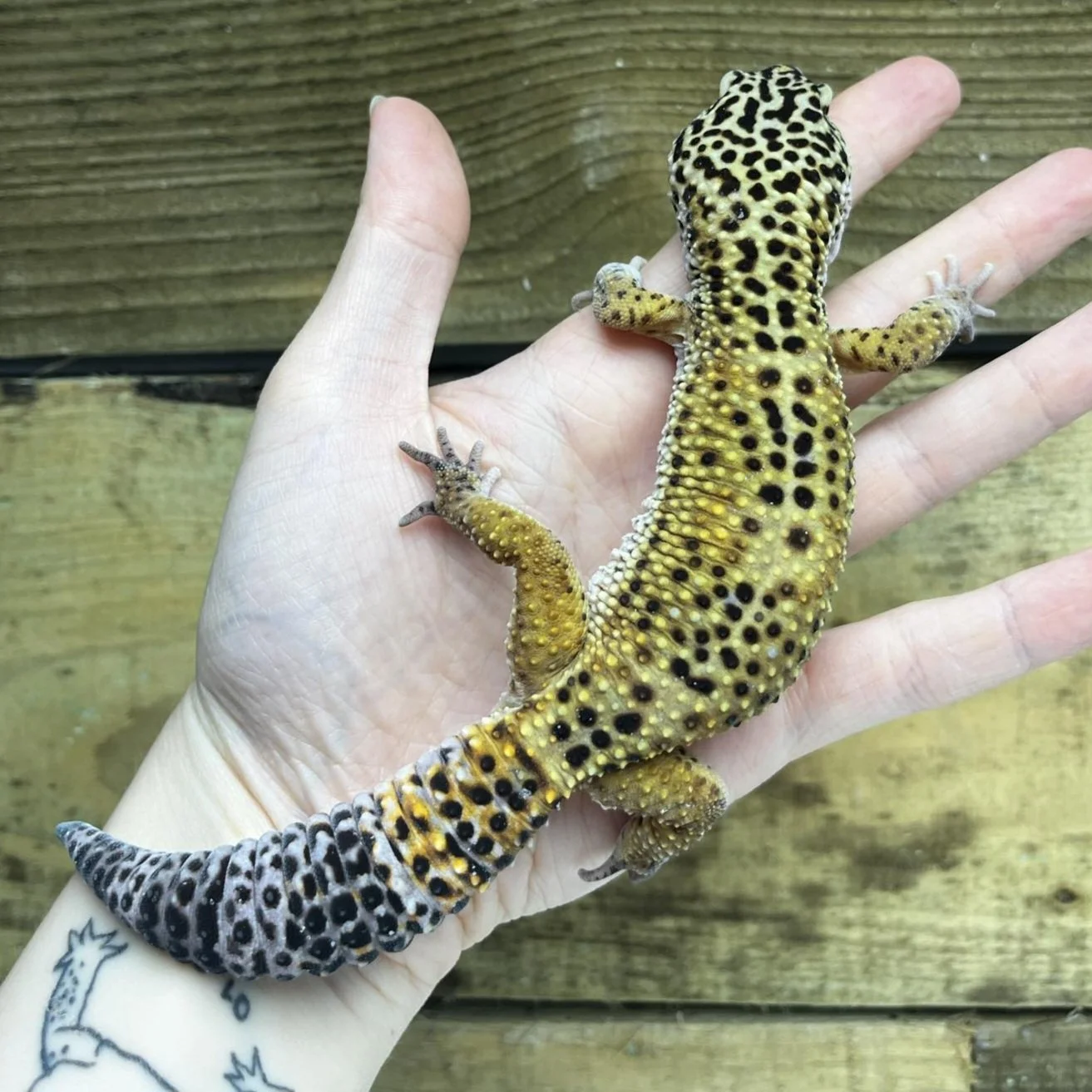 Unique Reptiles For Sale UK