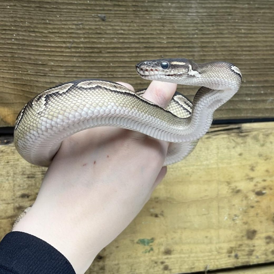 Unique Reptiles For Sale UK