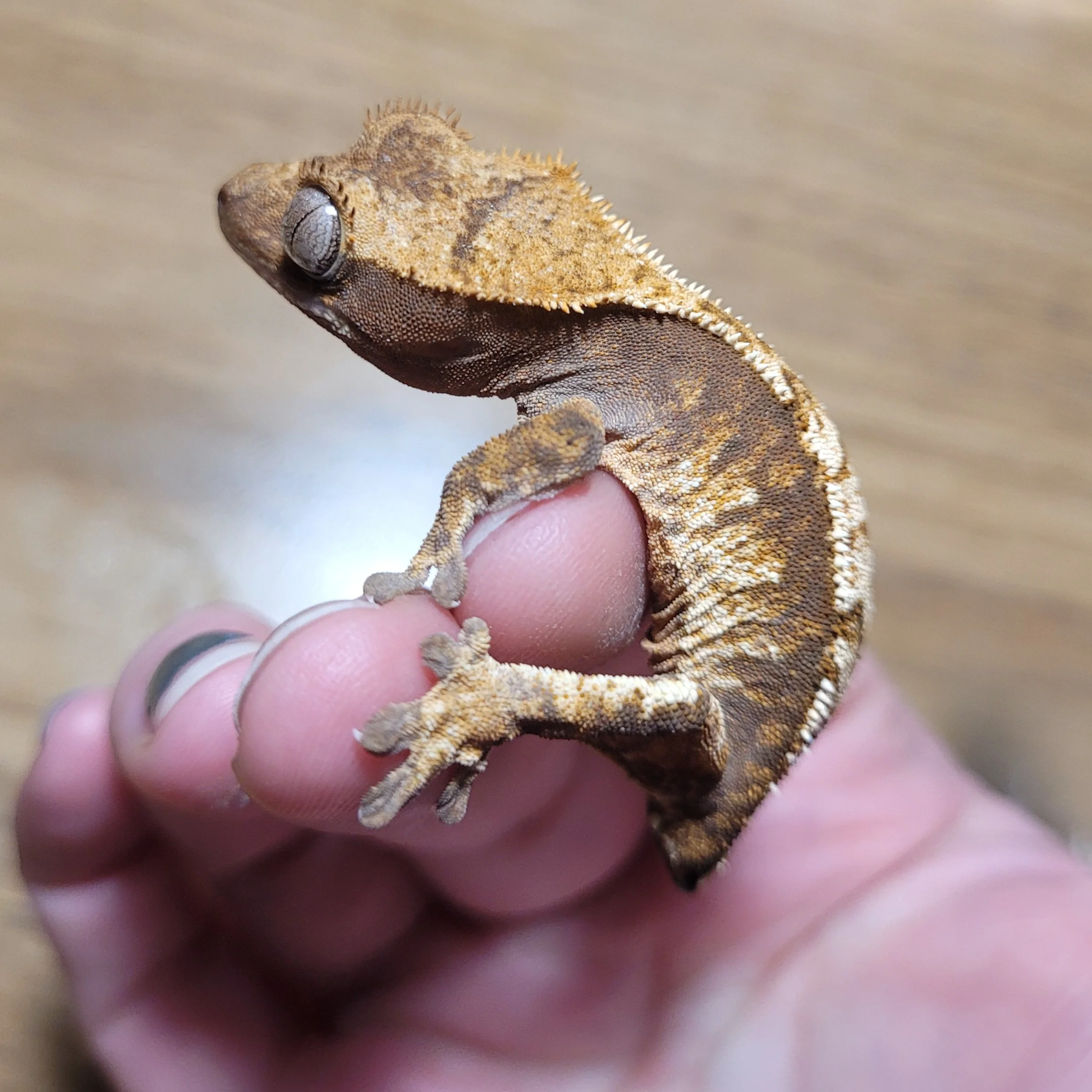 Crested Geckos For Sale — Unique Reptiles For Sale UK