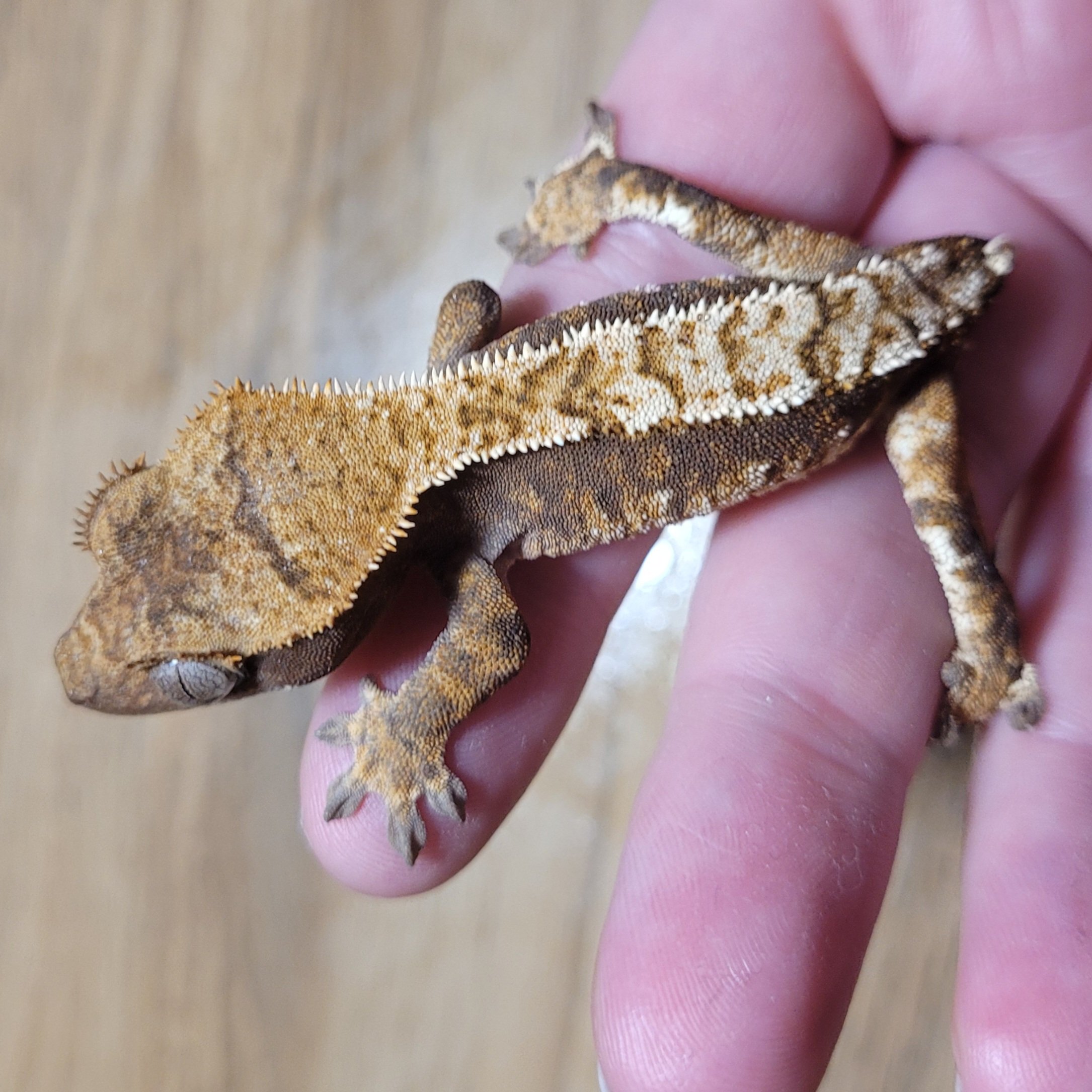 Crested Geckos For Sale — Unique Reptiles For Sale UK