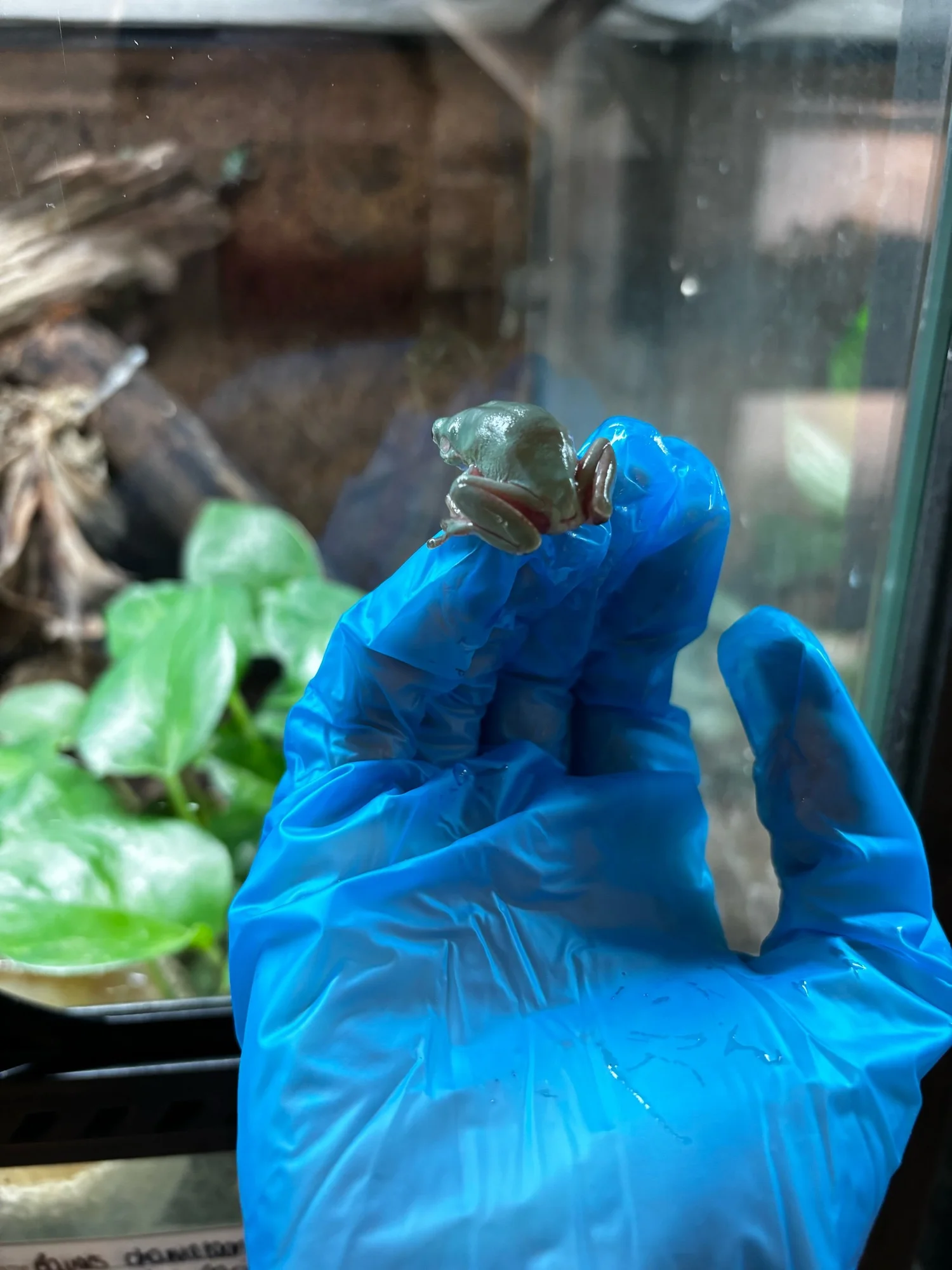Frogs For Sale — Unique Reptiles For Sale UK