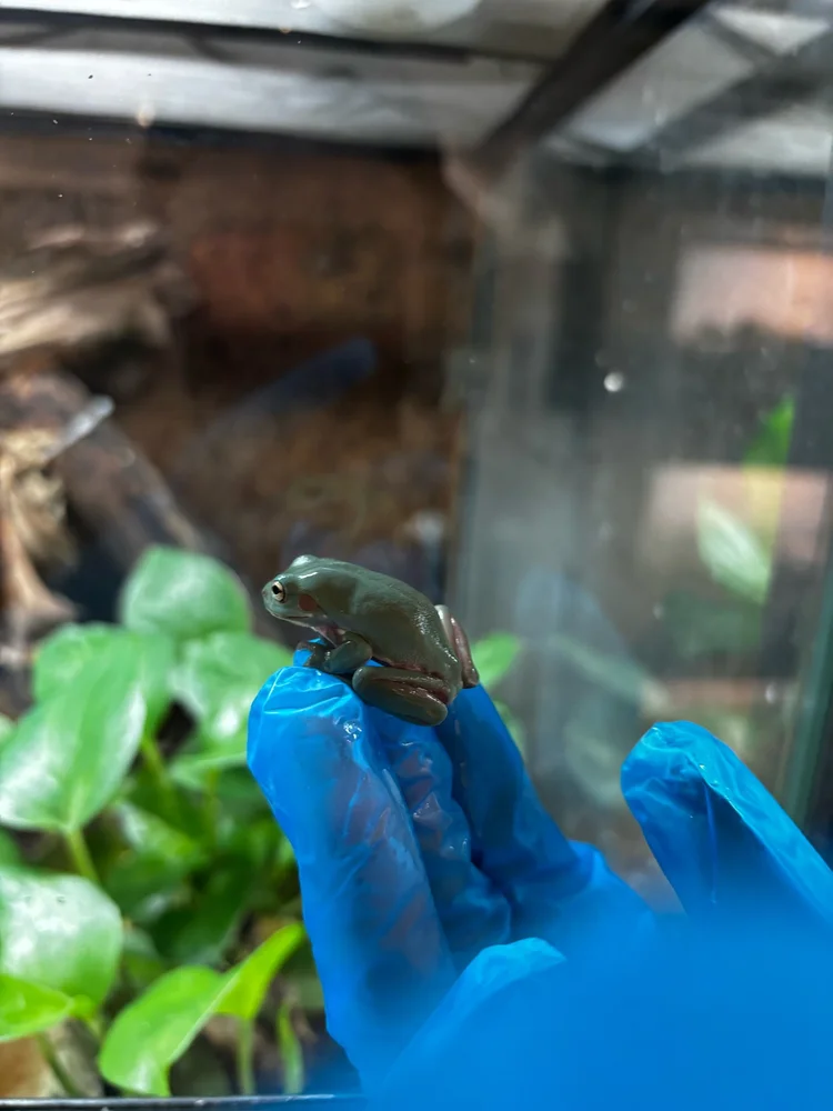 Frogs For Sale — Unique Reptiles For Sale UK