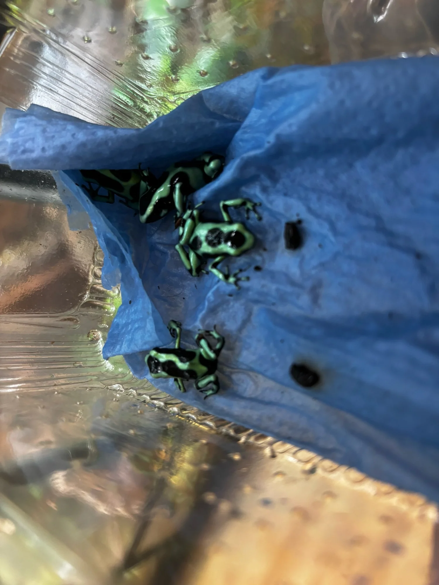 Frogs For Sale — Unique Reptiles For Sale UK