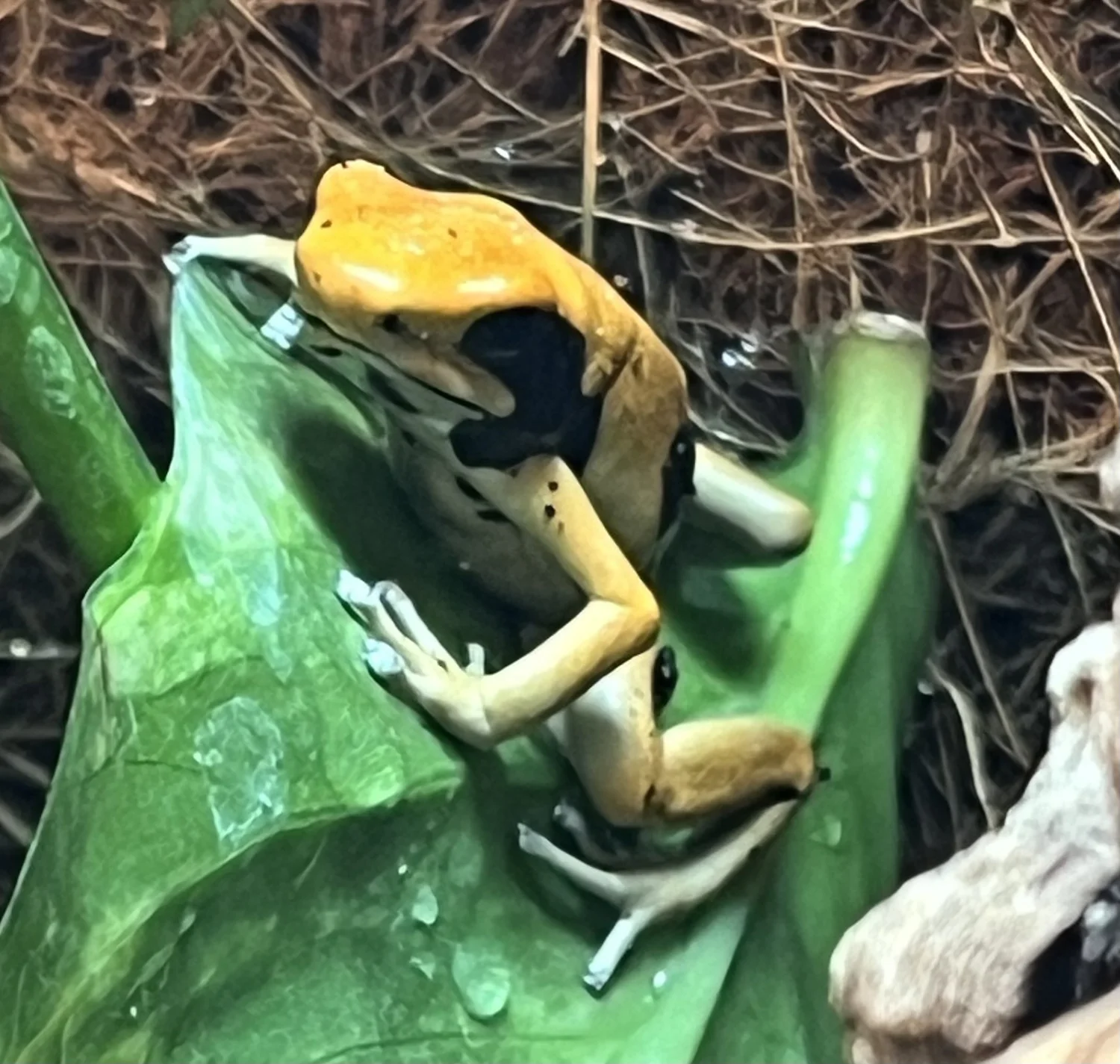 Frogs For Sale — Unique Reptiles For Sale UK