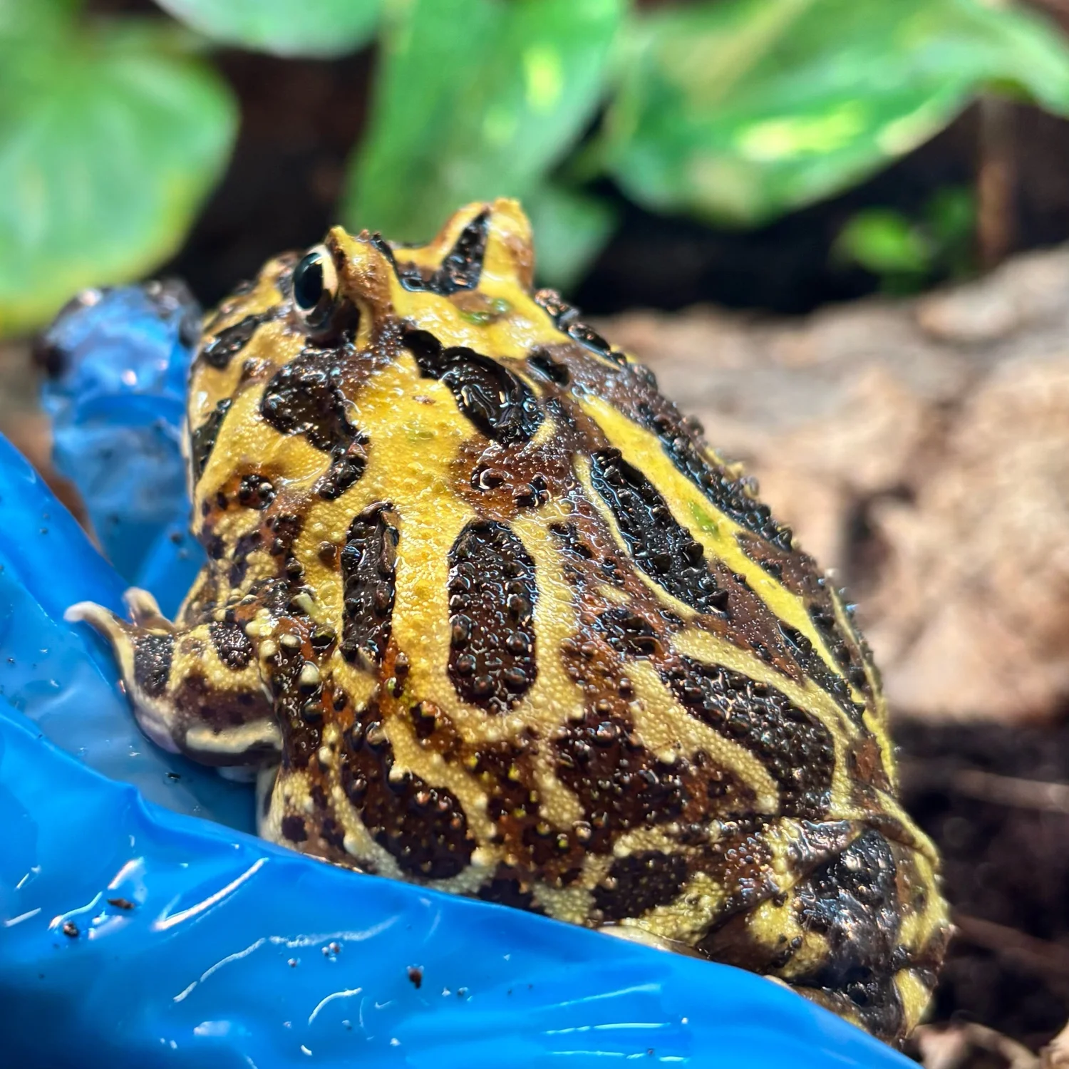Frogs For Sale — Special Reptiles For Sale UK