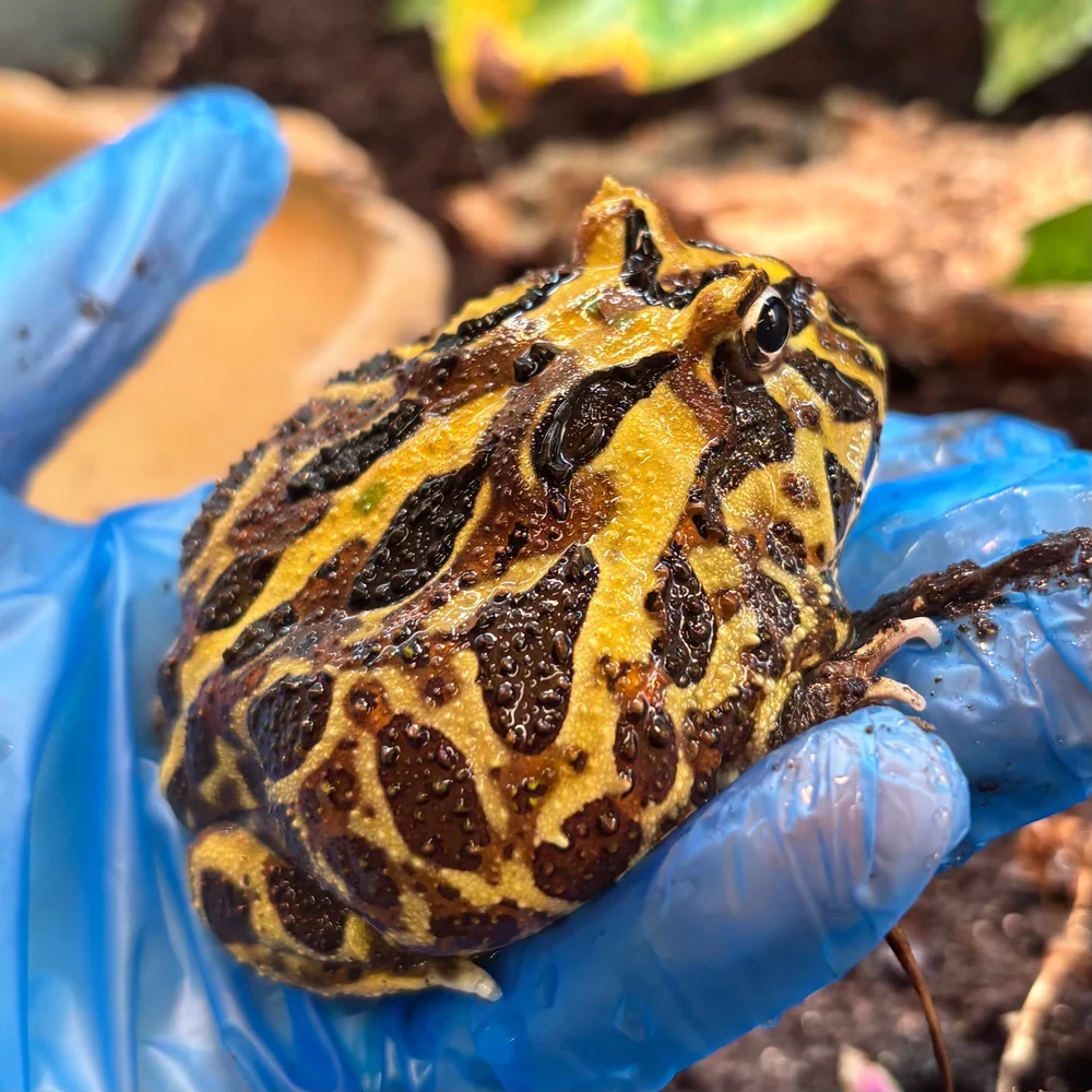 Frogs For Sale — Special Reptiles For Sale UK