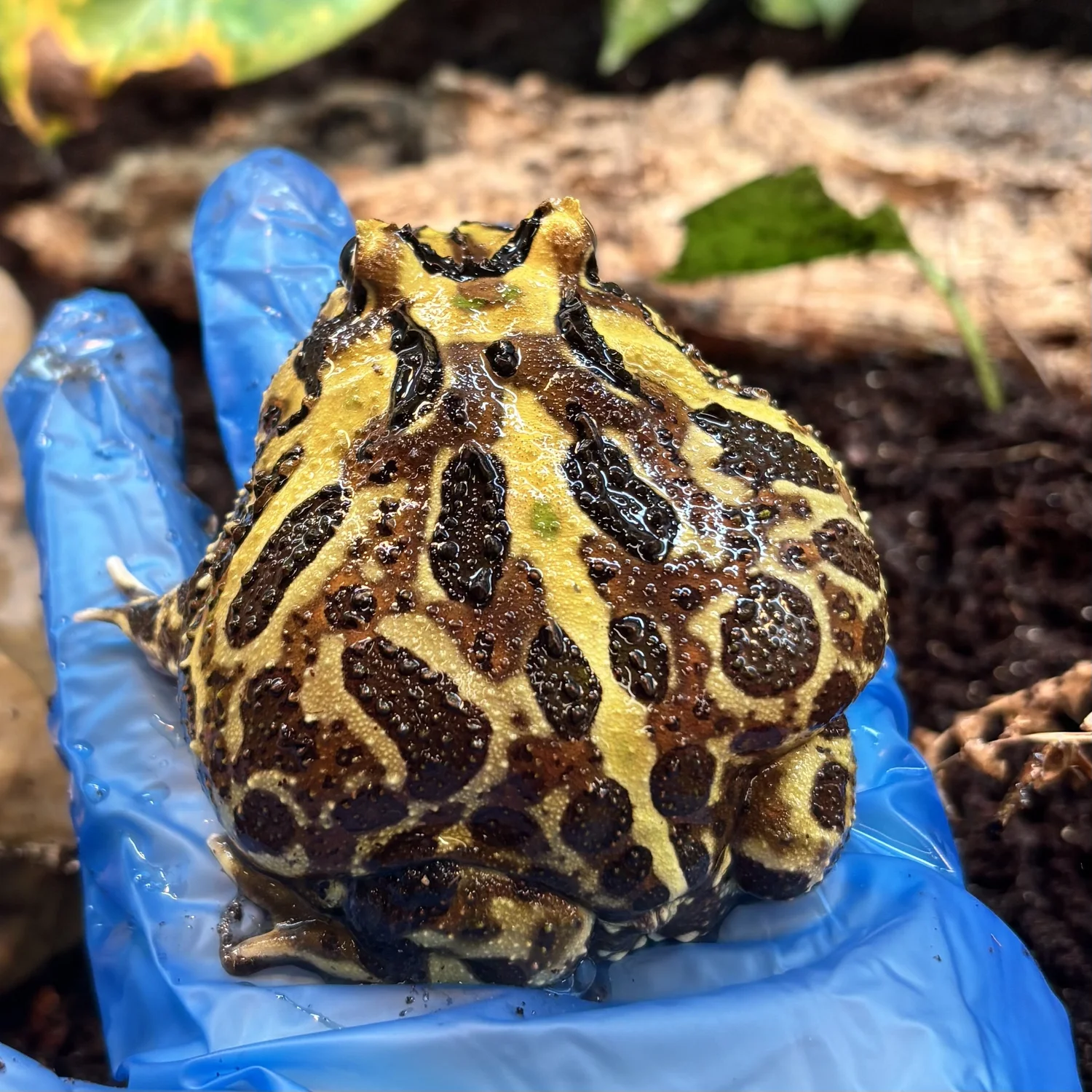 Frogs For Sale — Special Reptiles For Sale UK