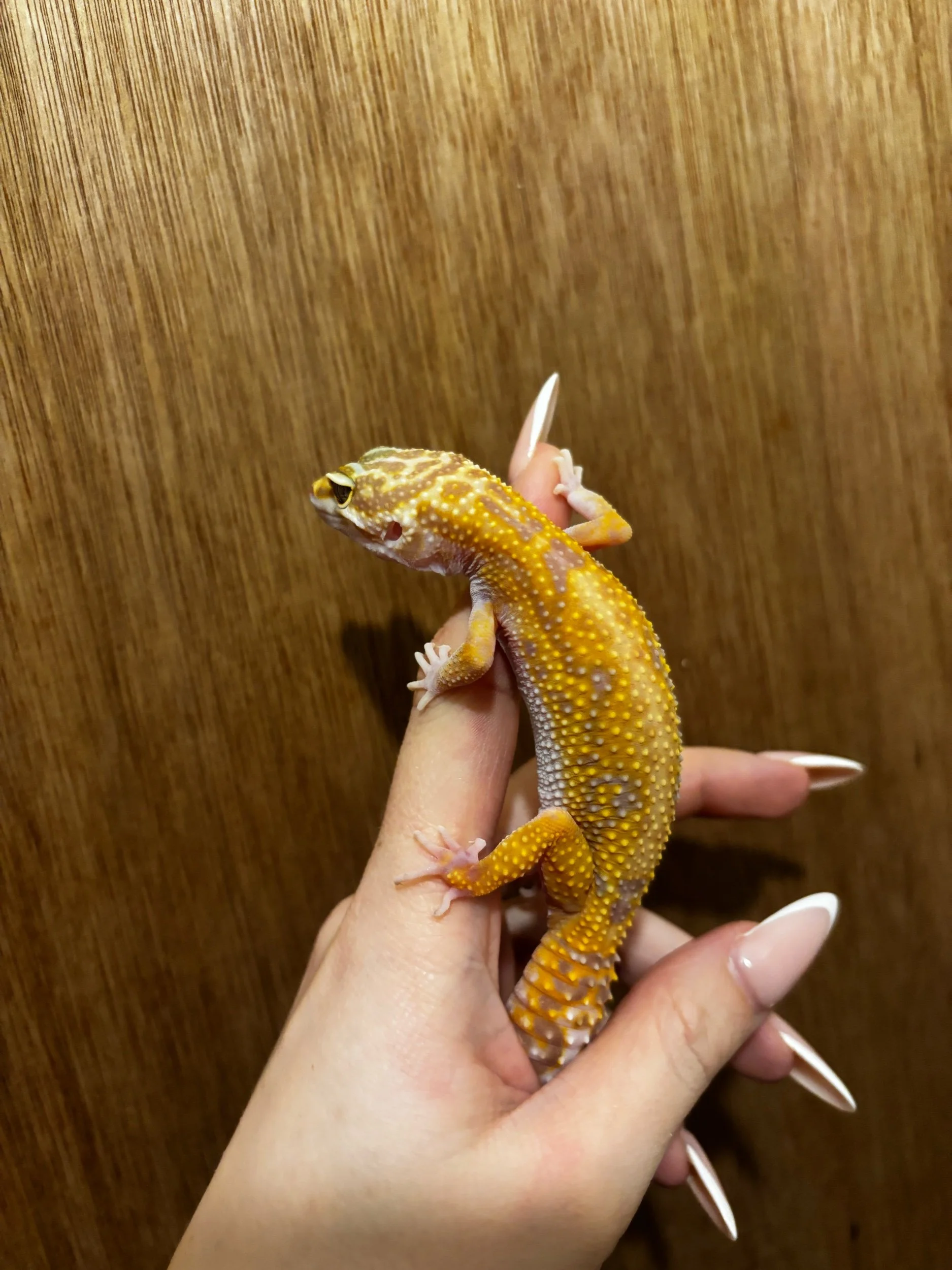 Leopard Geckos For Sale — Special Reptiles For Sale UK