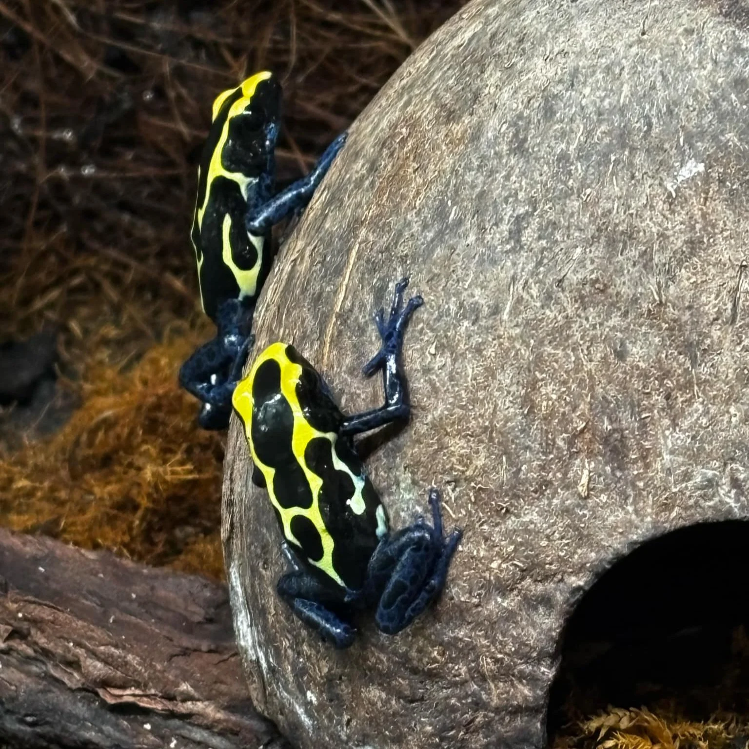 Frogs For Sale — Special Reptiles For Sale UK