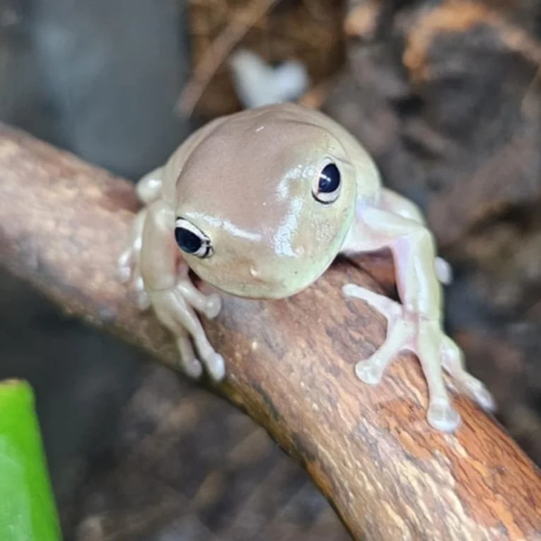 Frogs For Sale — Supreme Reptiles For Sale UK