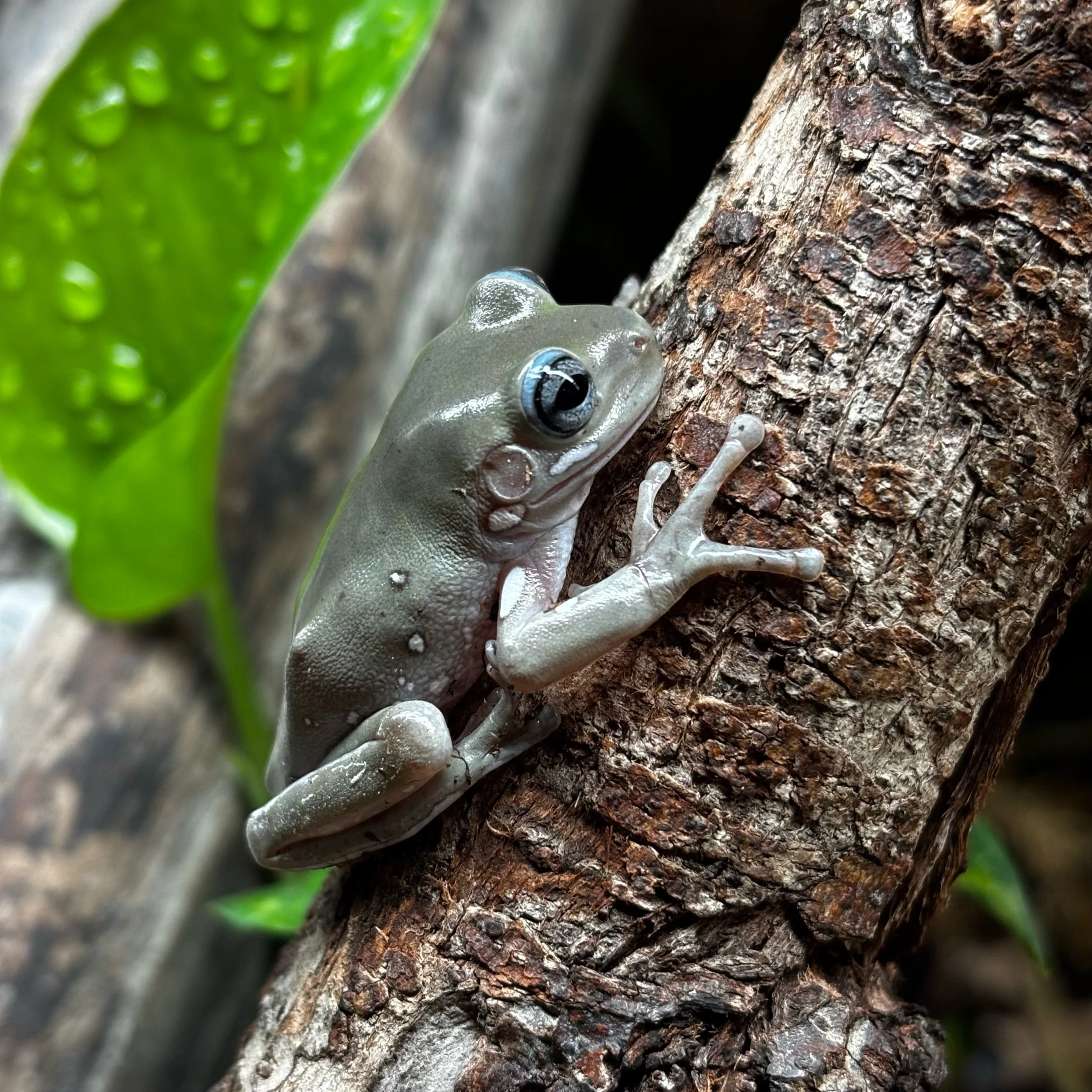 Frogs For Sale — Special Reptiles For Sale UK