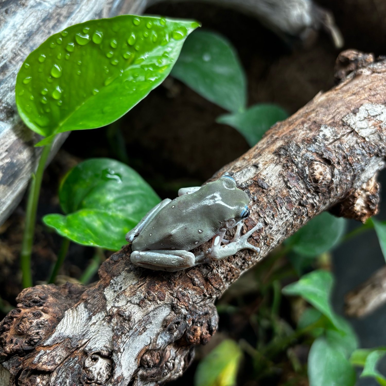 Frogs For Sale — Special Reptiles For Sale UK