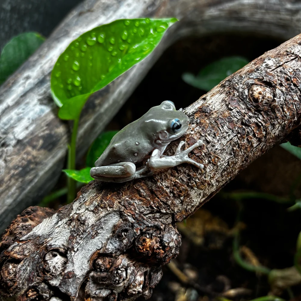 Frogs For Sale — Special Reptiles For Sale UK