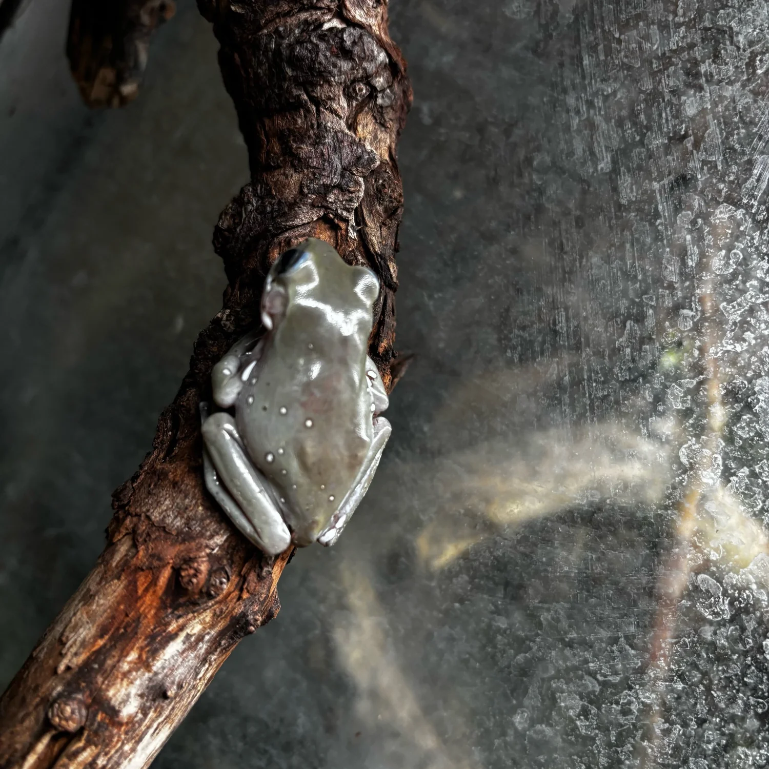 Frogs For Sale — Special Reptiles For Sale UK