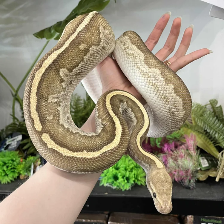 Special Reptiles For Sale UK