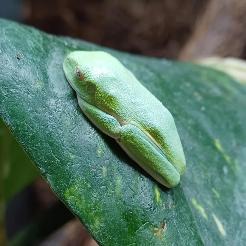 Frogs For Sale — Special Reptiles For Sale UK