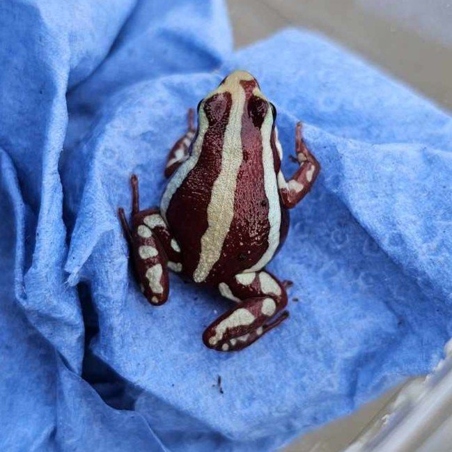 Frogs For Sale — Supreme Reptiles For Sale UK