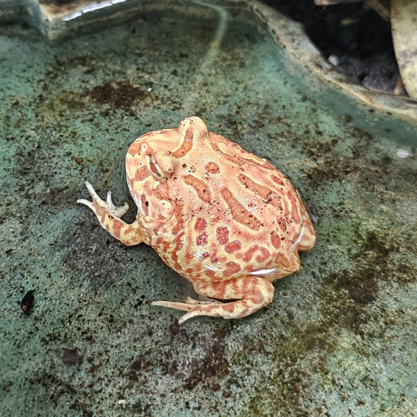 Frogs For Sale — Special Reptiles For Sale UK