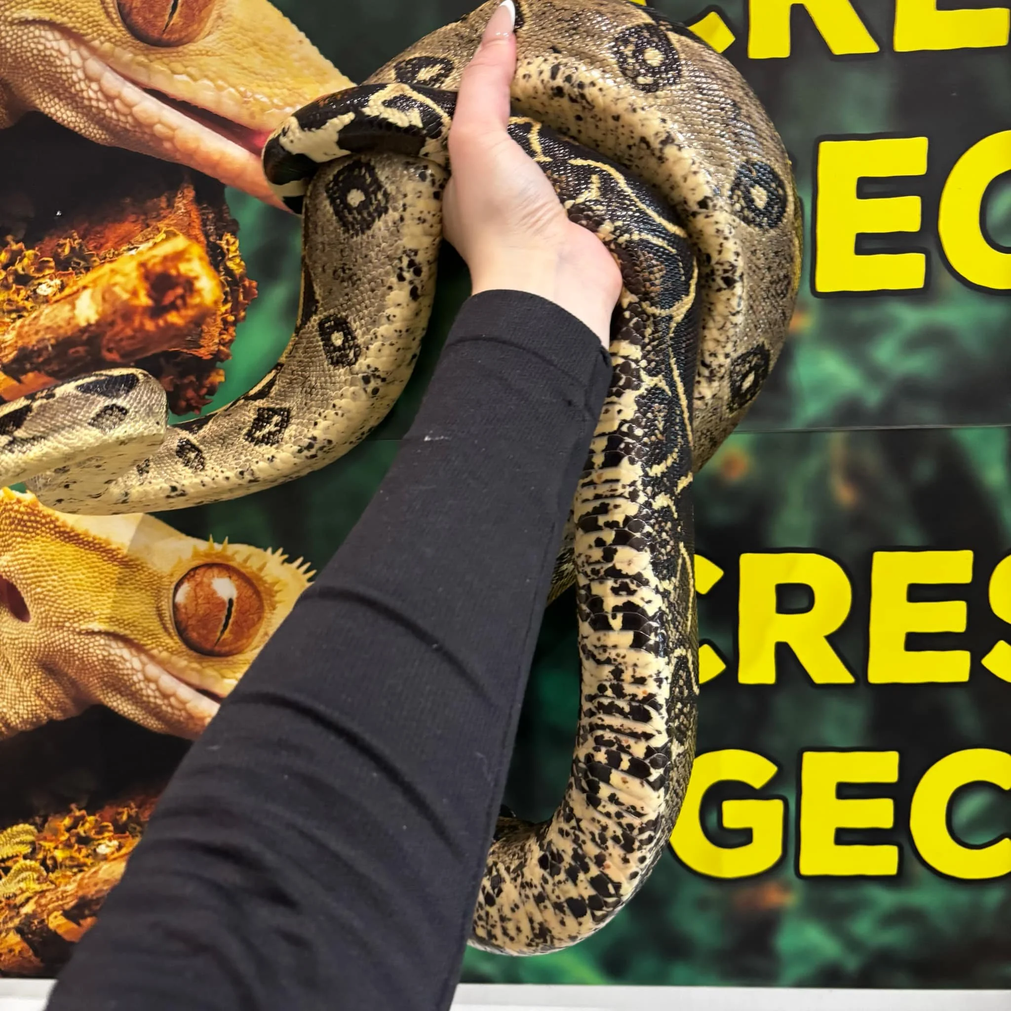 Special Reptiles For Sale UK