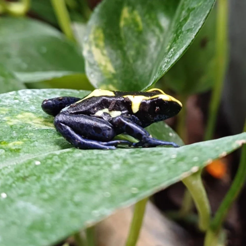 Frogs For Sale — Special Reptiles For Sale UK