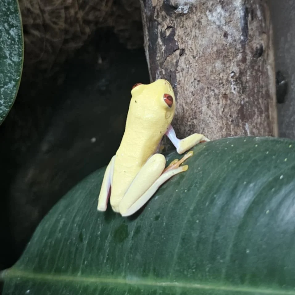Frogs For Sale — Special Reptiles For Sale UK