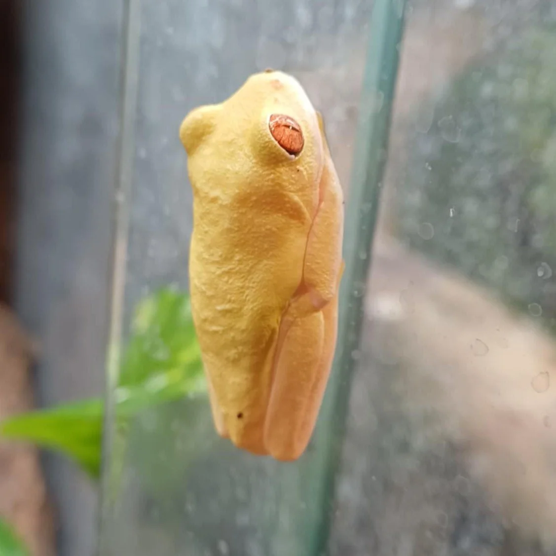 Frogs For Sale — Special Reptiles For Sale UK