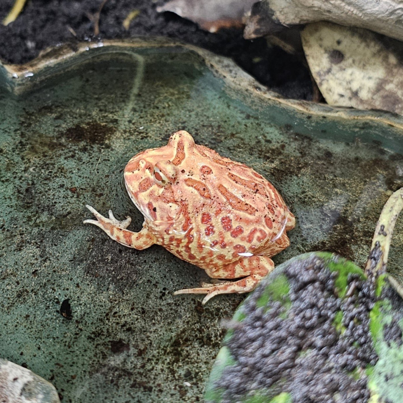 Frogs For Sale — Special Reptiles For Sale UK
