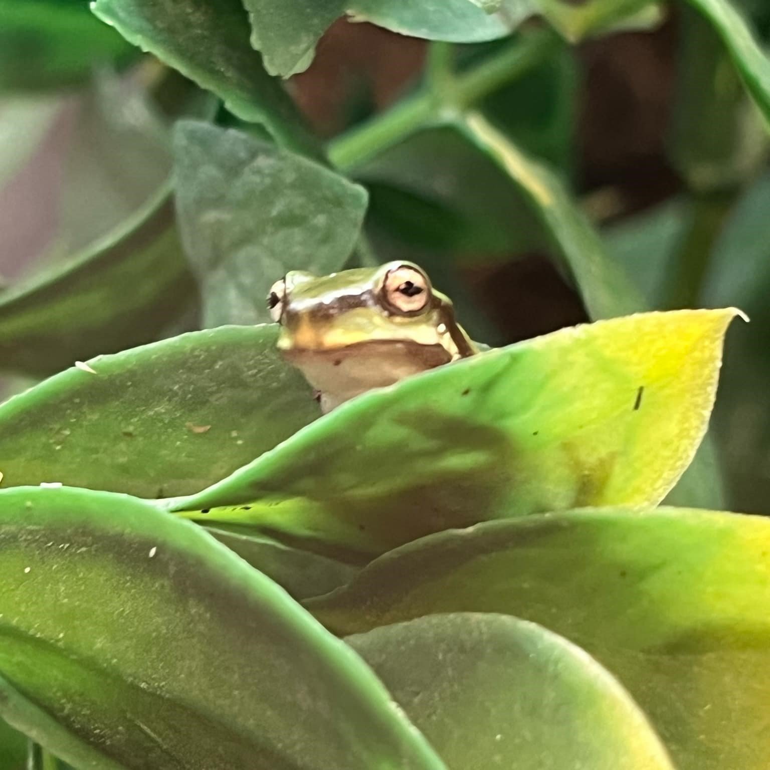 Frogs For Sale — Special Reptiles For Sale UK