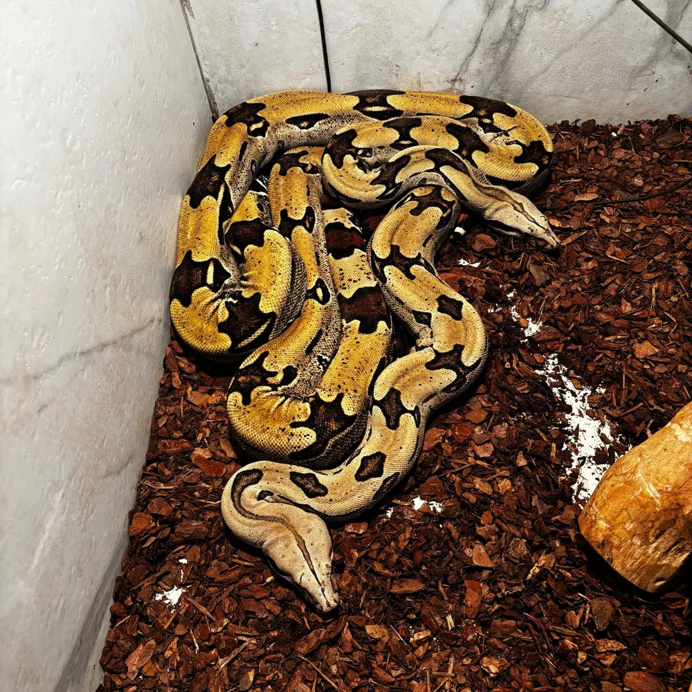 Special Reptiles For Sale UK