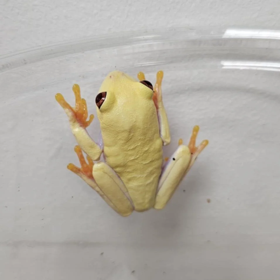 Frogs For Sale — Special Reptiles For Sale UK