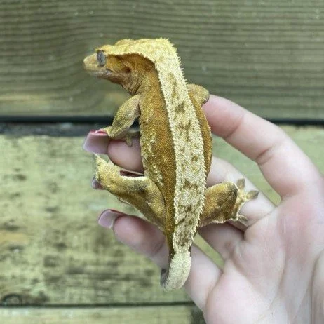 Unique Reptiles For Sale UK